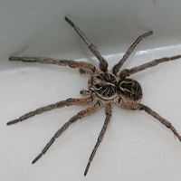 GIP Library - Other Resources